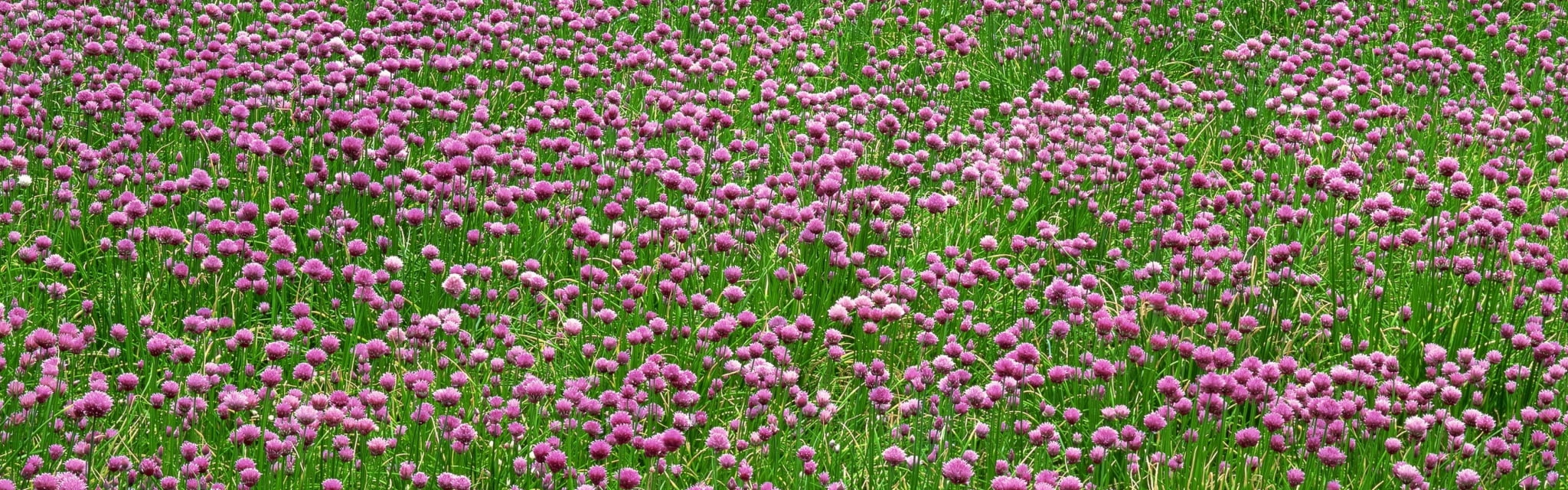 dual screen beautiful pictures for flowering plant vulnerability ...