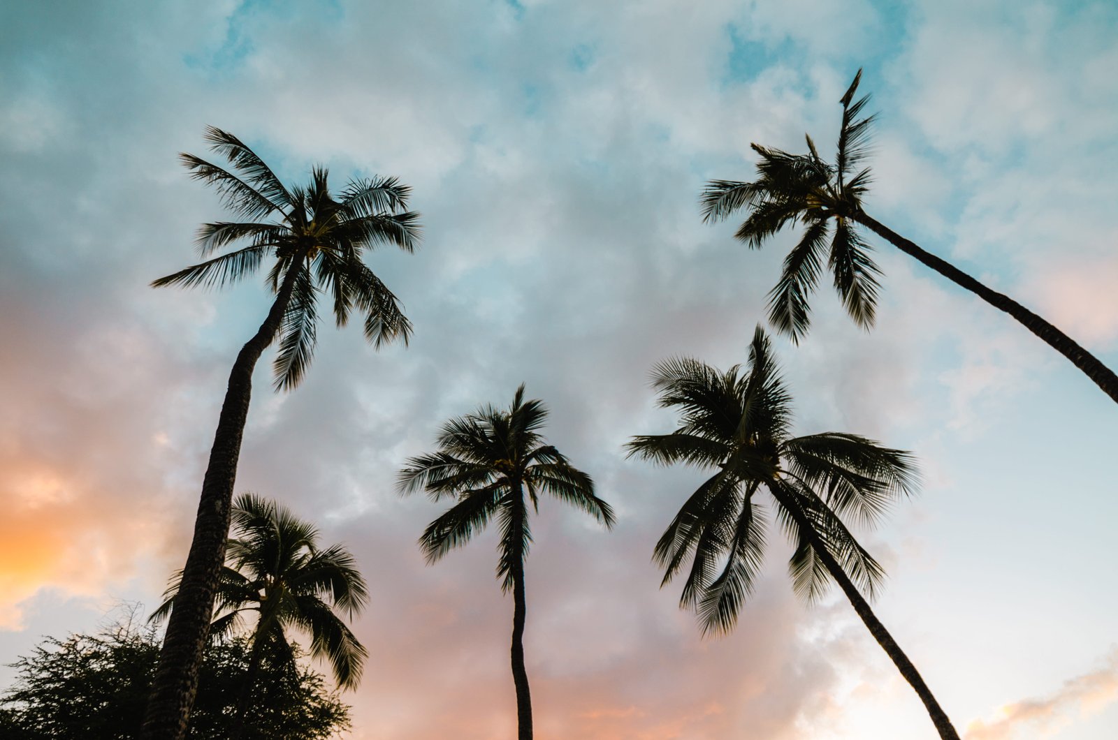 several trees during sunset palm under cloudy sky blue 2k 4k 5k ...