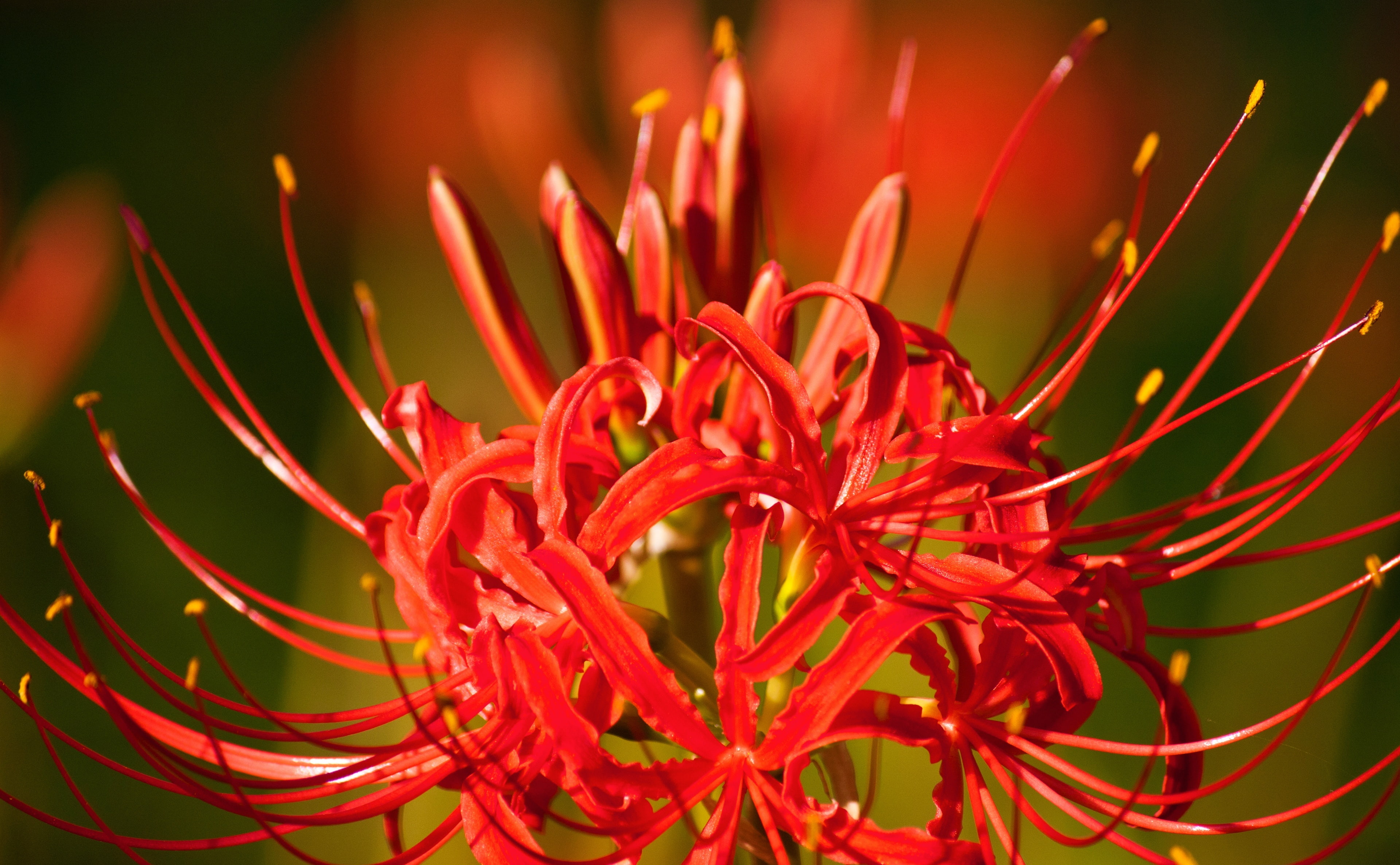 Higanbana Flower red spider lily flower Aero Macro Flowers 2k 4k ...