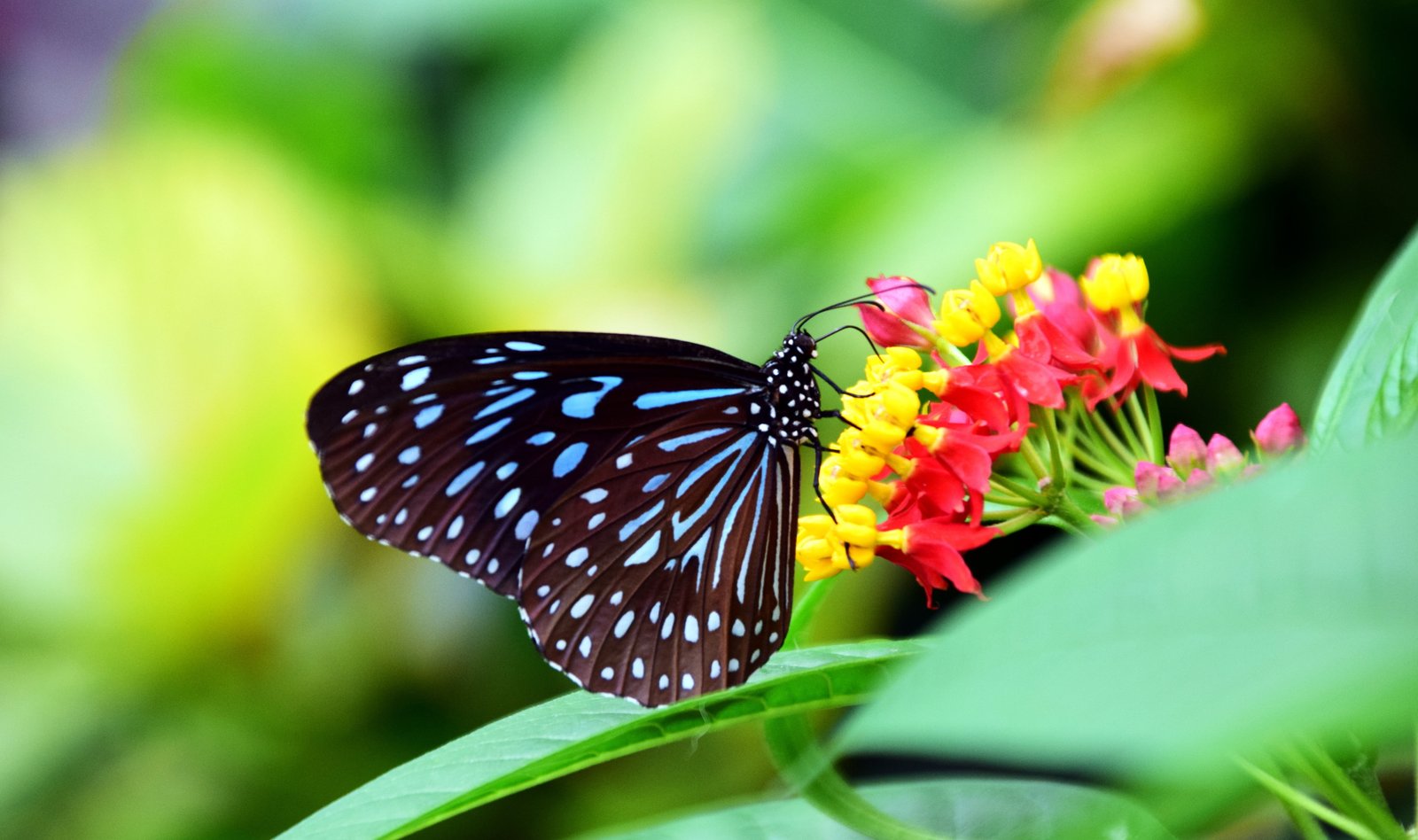 macro photography of butterfly on petaled flower blue tiger 2k 4k 5k ...
